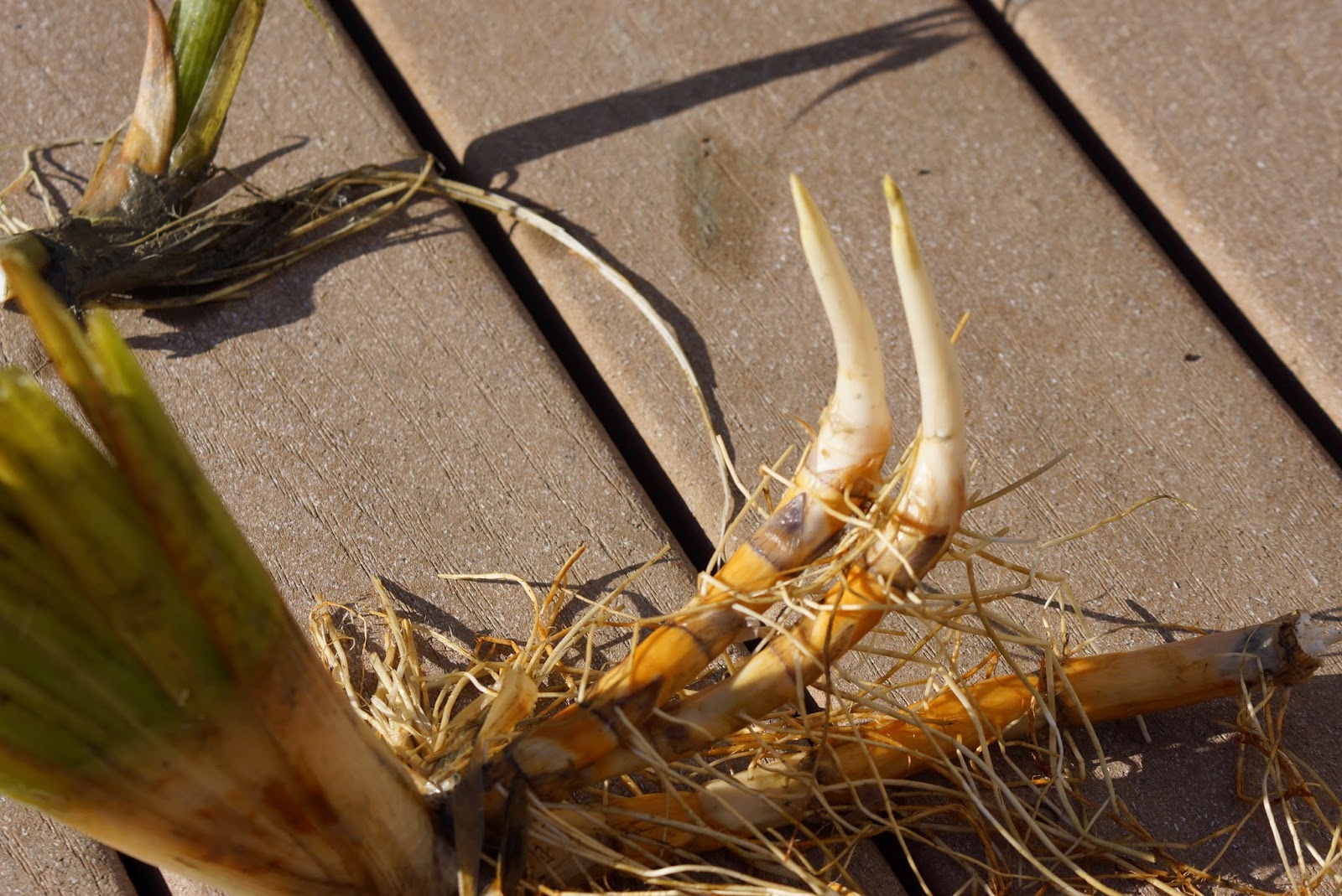 VeggiePharm: Cattail Magic